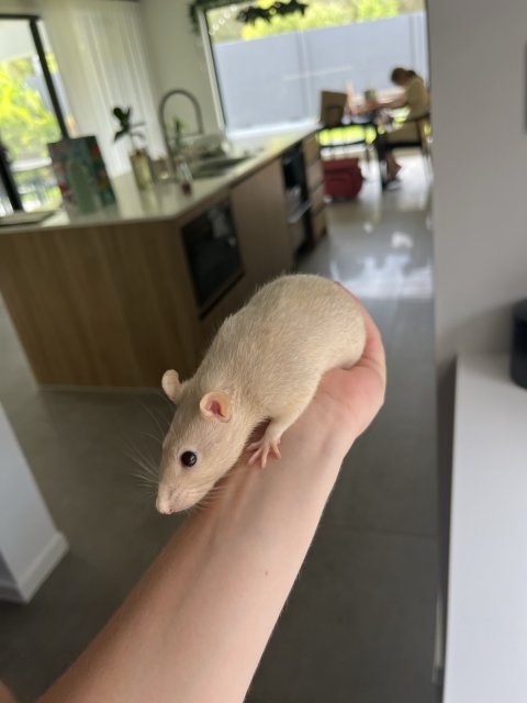 Cute baby rats for sale | Other Pets | Gumtree Australia Pine Rivers ...