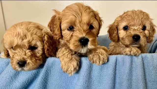 Adorable puppies - Cavoodle - perfect Christmas present | Dogs ...