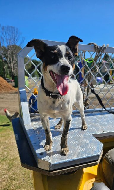 Mini Fox Terrier Foxie available at stud | Dogs & Puppies | Gumtree ...