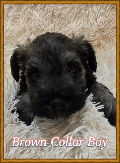 Pure-bred Miniature Schnauzer puppies. Gorgeous. | Dogs & Puppies ...