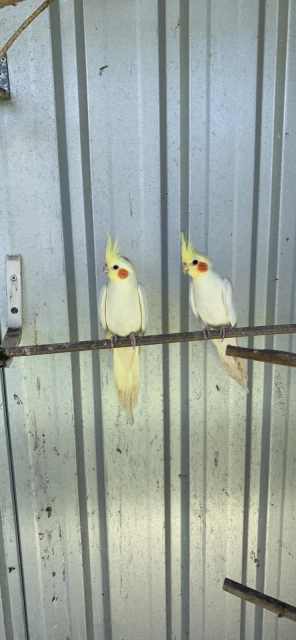 Beautiful Bonded Pair of Weiros | Birds | Gumtree Australia Rockingham ...