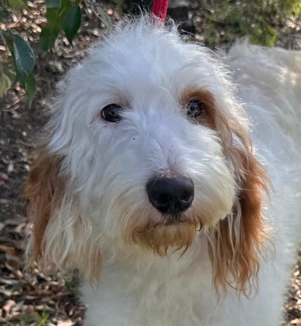 Labradoodle female and adult Australian Labradoodle female | Dogs ...