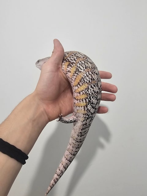 Northern Blue tongue, stimson pythons + enclosures | Reptiles ...