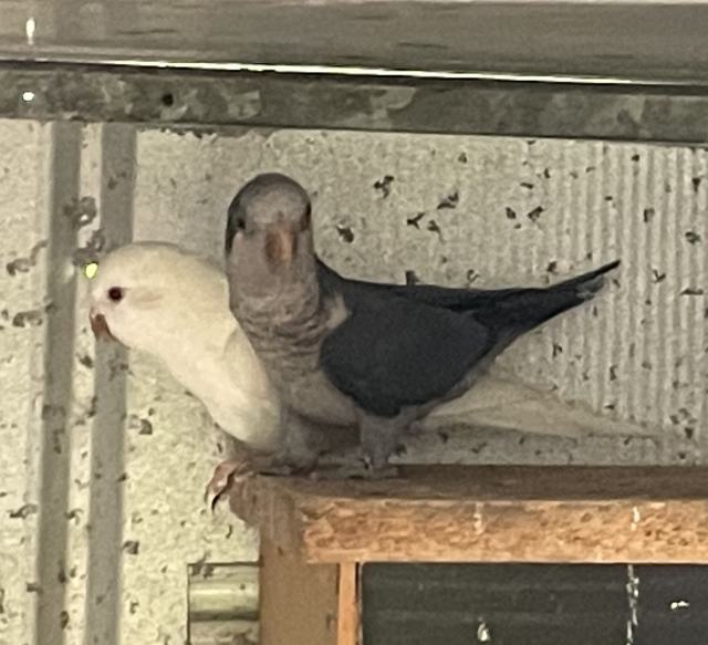 Quakers breeding pair | Birds | Gumtree Australia Wyong Area - Gorokan ...