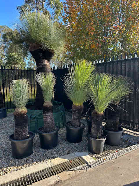Xanthorrhoea Glauca (Blue Grass Trees) with 70cm Trunks in 500mm Pots ...