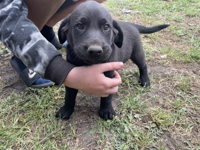 Labrador male puppy needs his new loving home | Dogs & Puppies ...