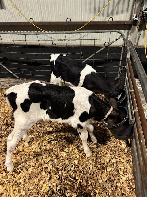 Angus X Bulls & Heifer and Holstein Bull calves for sale | Livestock ...