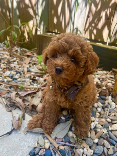 🌸 Last Stunning Ruby Female TOY CAVOODLE DNA clear available now | Dogs ...