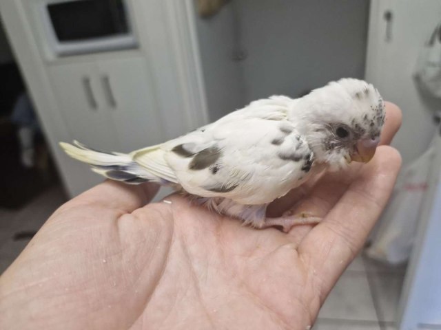 Hand Raised Birds | Birds | Gumtree Australia Tablelands - Atherton ...