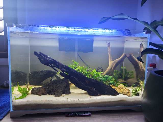 **For Sale: 70L Fish Tank with Diverse Aquatic Community** | Fish ...