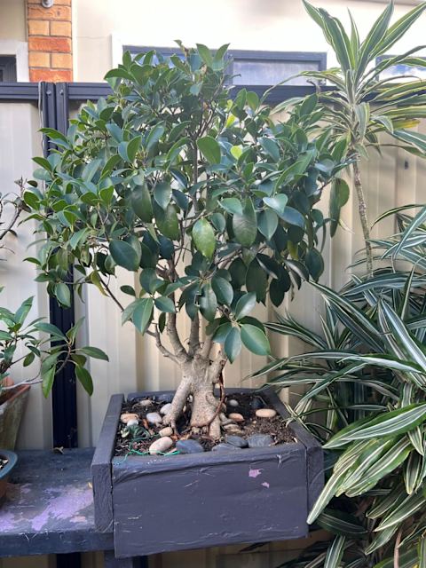 Beautiful bonsai like plant - Plants in Strathfield NSW | Gumtree Australia