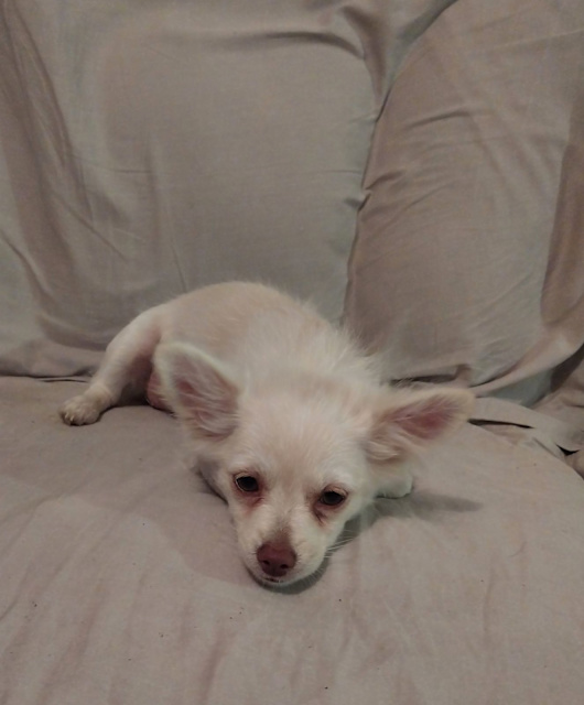 Last Mini foxy cross puppy | Dogs & Puppies | Gumtree Australia Dalby ...