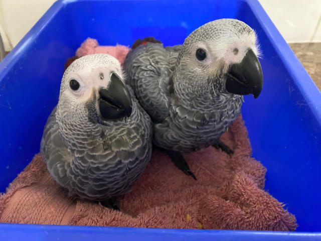 Congo African Greys, males & females | Birds | Gumtree Australia ...
