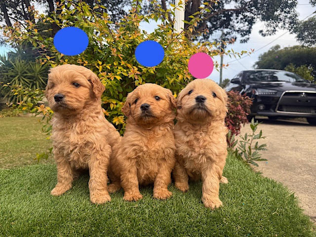 F1 standard groodle puppies | Dogs & Puppies | Gumtree Australia ...