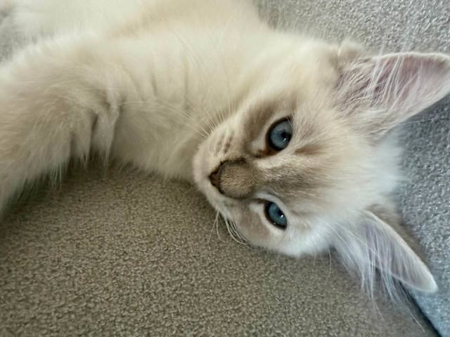 Purebred Female Ragdoll Kitten with Everything to get her settled ...
