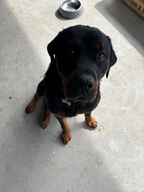 2 Bobtail Rottweiler puppies for sale | Dogs & Puppies | Gumtree ...