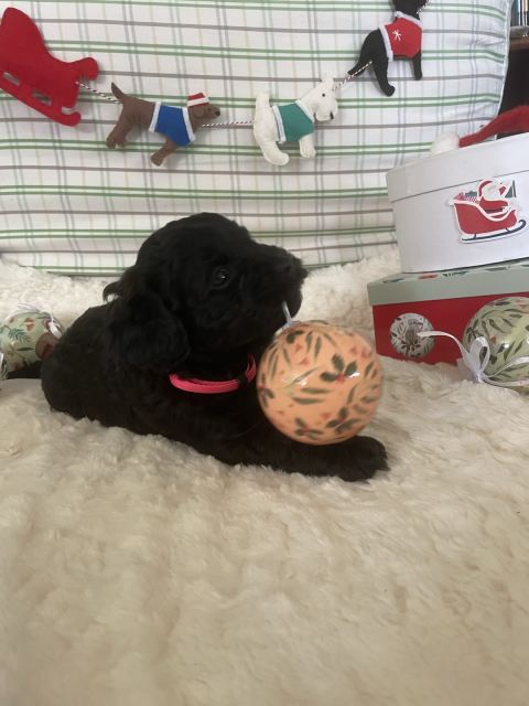 Our last Cavalier x puppy looking for a good home | Dogs & Puppies ...