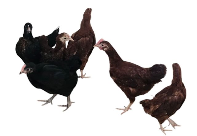 Dual Purpose 7 weeks old chicks Rhode Island x and Australorp x RIR ...