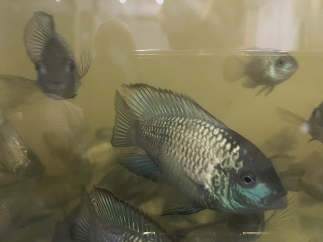 Neon blue Acara | Fish | Gumtree Australia Melton Area - Brookfield ...