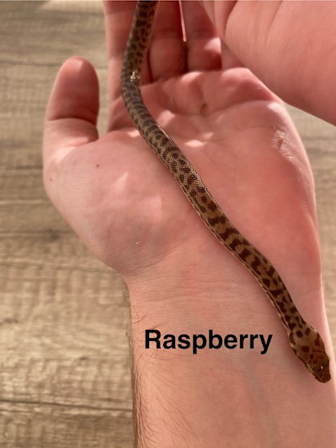 Childrens Python Hatchlings | Reptiles & Amphibians | Gumtree Australia ...