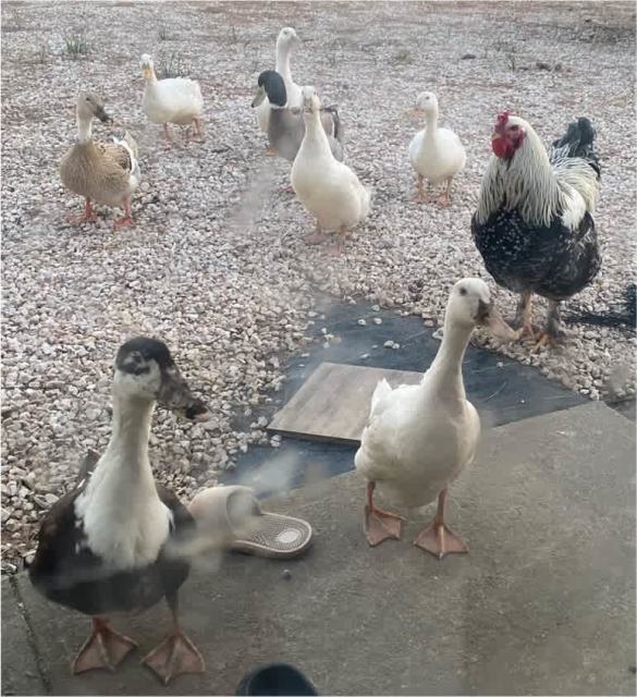 Pekin X Indian Runner Ducks Brahma Eggs and unsexed Chicks chickens ...