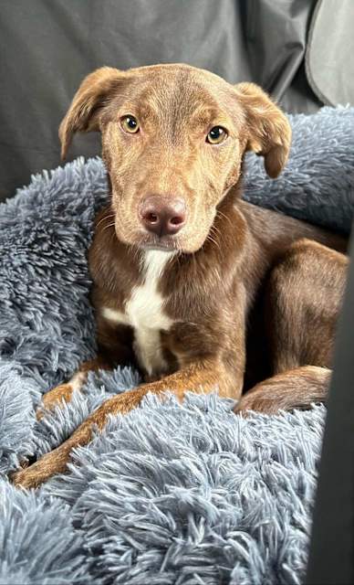 Puppy free to good home | Dogs & Puppies | Gumtree Australia Geelong ...