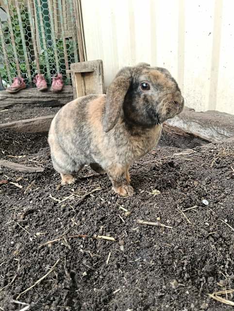 3 plush lop rabbits for sale | Rabbits | Gumtree Australia Hume Area ...