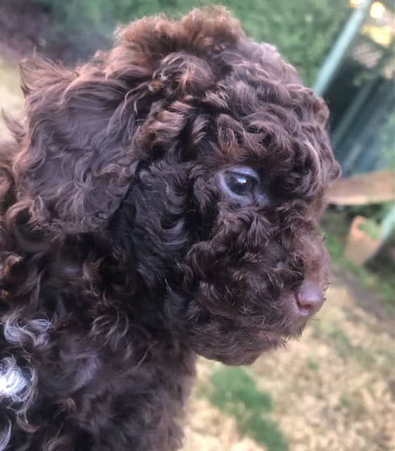 Toy Poodle Chocolate