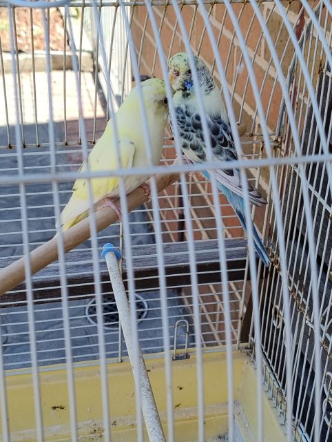 Young budgies | Birds | Gumtree Australia Brimbank Area - Derrimut ...