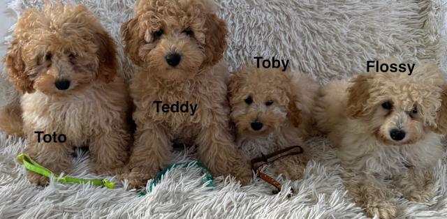 Moodles Toy Flossy girl 3 boys Toto, Teddy, Toby, | Dogs & Puppies | Gumtree Australia Kyogle ...