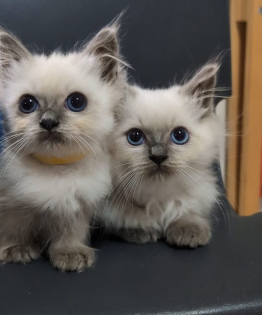 Gorgeous Blue Point Ragdoll Kittens 14 weeks old | Cats & Kittens ...