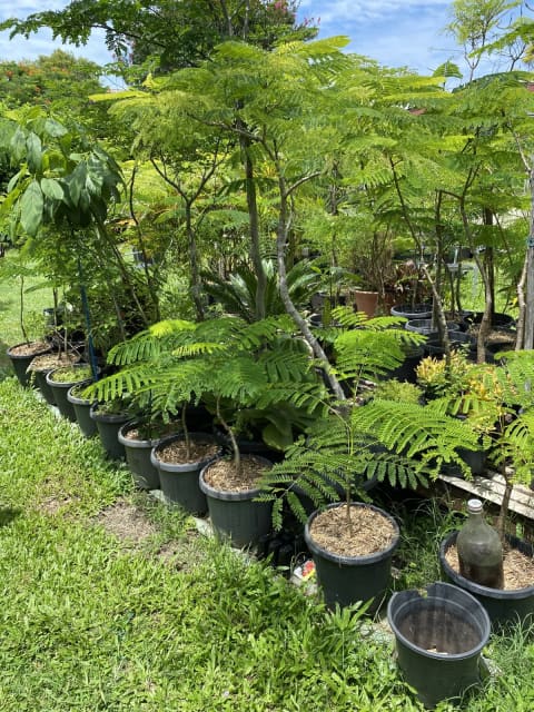 Variety of Plants and Trees - Plants in Ballina NSW | Gumtree Australia