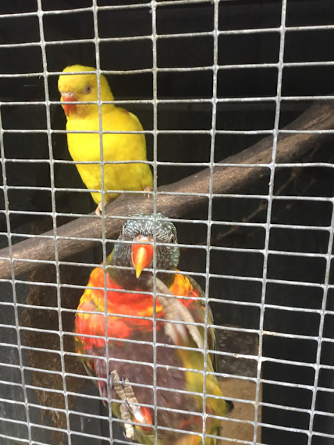 Lorikeets babies | Birds | Gumtree Australia Swan Area - Beechboro ...