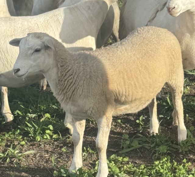 Aussie White Cross Ram Lamb | Livestock | Gumtree Australia Dungog Area ...