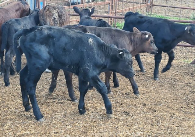 10 Angus heifers $180 | Livestock | Gumtree Australia Southern Downs ...