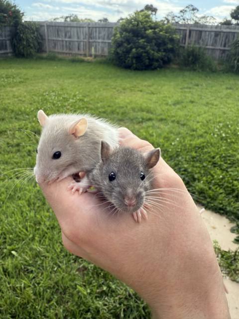 Young baby pet rats 6 weeks old male and female | Other Pets | Gumtree Australia Mornington ...