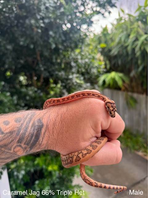 High-Quality Carpet Pythons – Unique Morphs Available | Reptiles ...