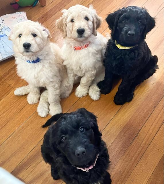 F1 Groodle puppies READY NOW | Dogs & Puppies | Gumtree Australia ...