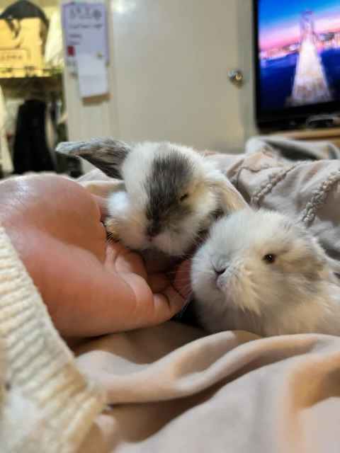 HAND- RAISED MINI LOPS | Rabbits | Gumtree Australia Morphett Vale Area ...