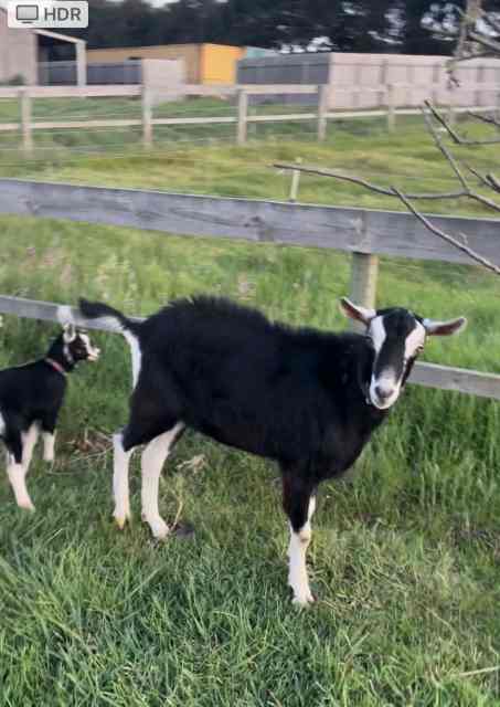 British Alpine buck , goat | Livestock | Gumtree Australia Surf Coast ...
