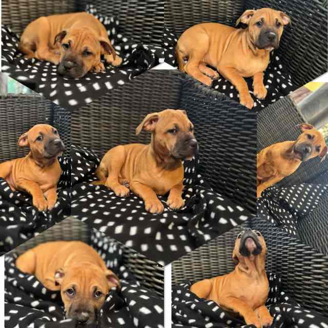 American Staffordshire - staffy puppies 🐶 | Dogs & Puppies | Gumtree ...