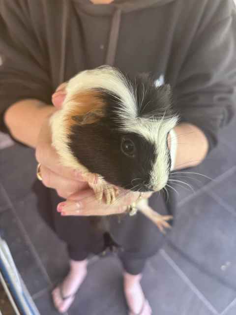 Guinea Pigs | Other Pets | Gumtree Australia Caboolture Area - Wamuran ...