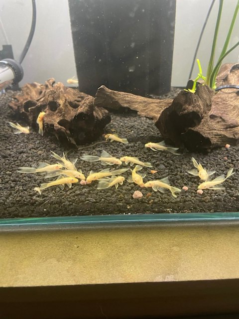 Blue eye lemon bristlenose. Long fin and short fin | Fish | Gumtree ...