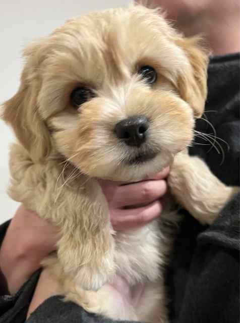 1x beautiful Moodle/Maltipoo (Maltese/Poodle) Pup | Dogs & Puppies ...