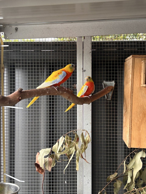 Aviary Clearance Sale - Cockatiels, Bourkes, King and Turk Parrots ...