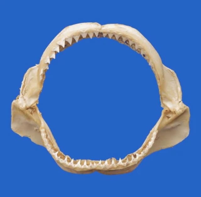 JAVA SHARK JAW taxidermy - Collectables in Randwick NSW | Gumtree Australia