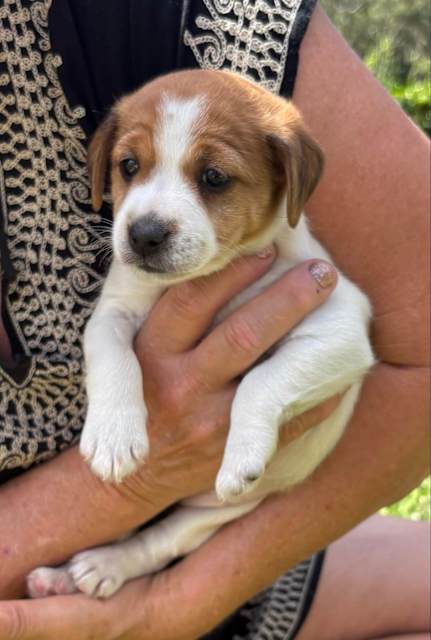 Beautiful pure bred jack russel puppies | Dogs & Puppies | Gumtree ...