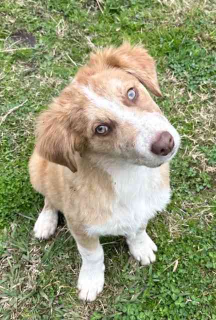 Merle Border collie Kelpie Pups | Dogs & Puppies | Gumtree Australia ...