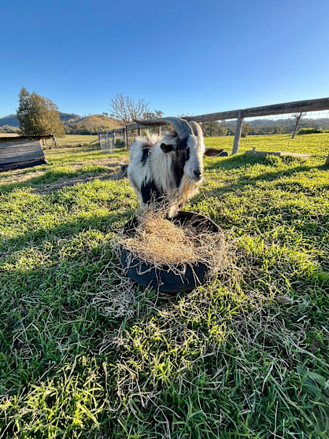 Colourful Pygmy Buck | Livestock | Gumtree Australia Dungog Area ...