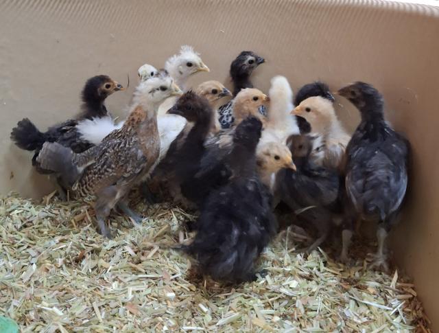 Barnyard mix chicks | Livestock | Gumtree Australia Toodyay Area ...